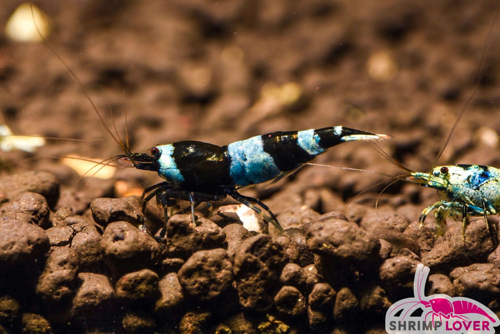 Shrimp Lover & Tropical Fish