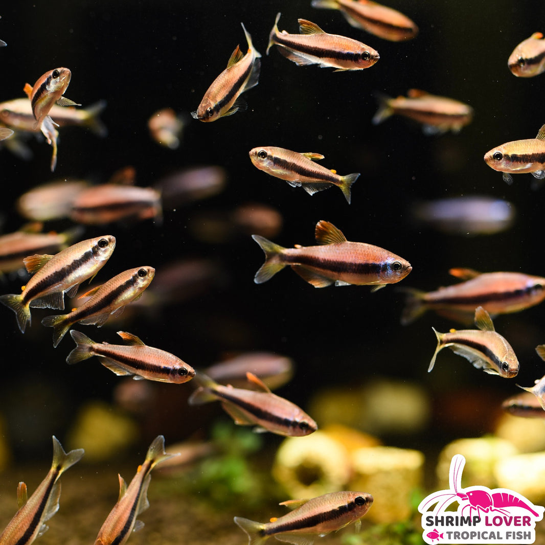 Tropical Fish – Shrimp Lover & Tropical Fish