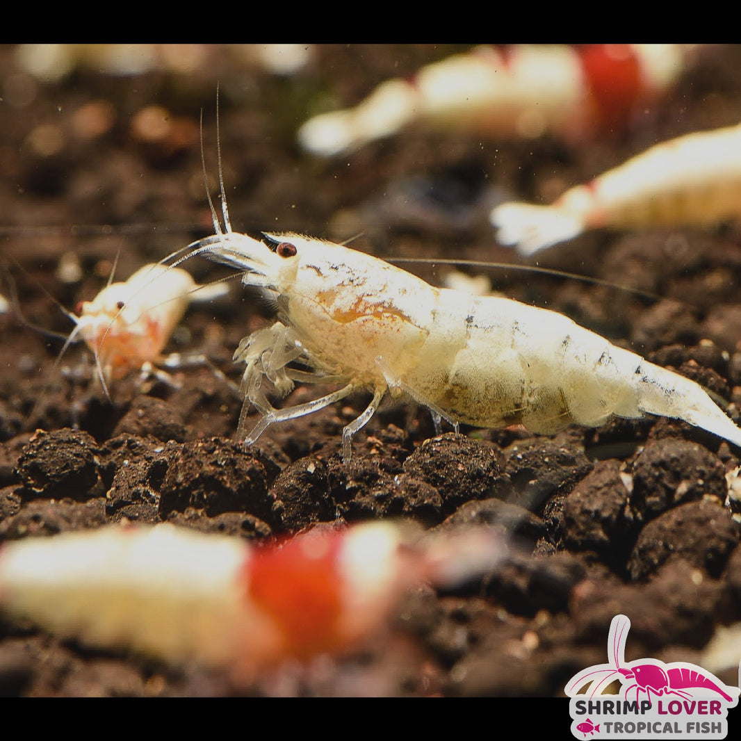 Freshwater Shrimps – Shrimp Lover & Tropical Fish