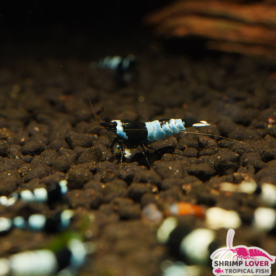 Shrimps – Shrimp Lover & Tropical Fish