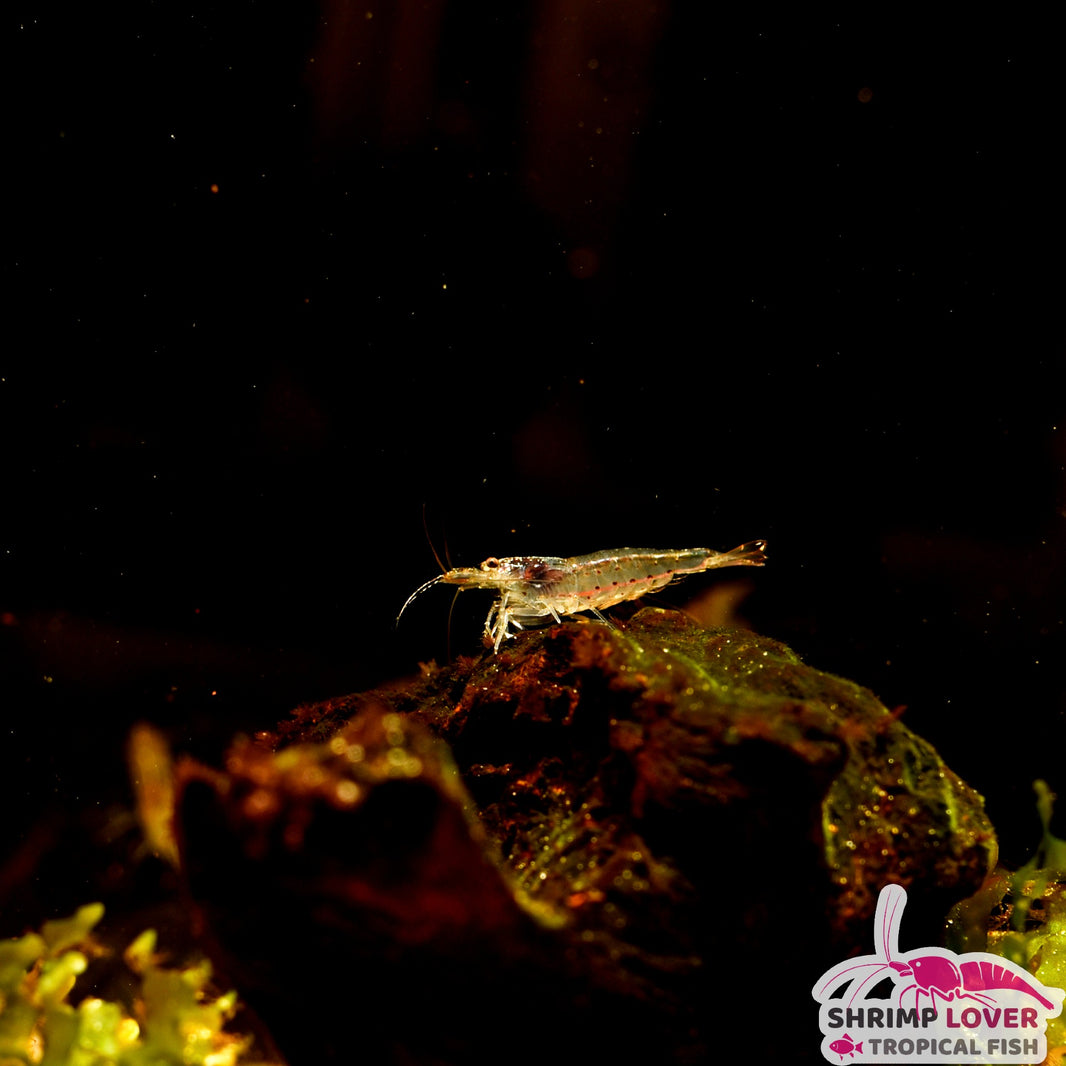 Shrimp Lover & Tropical Fish