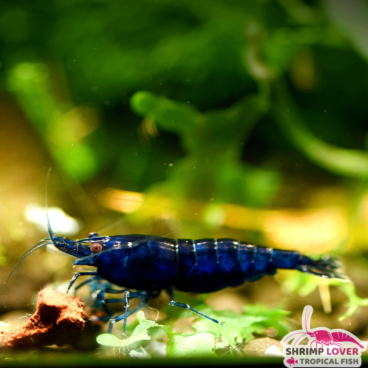 Blue Diamond shrimp (Neocaridina Shrimp) – Shrimp Lover & Tropical Fish