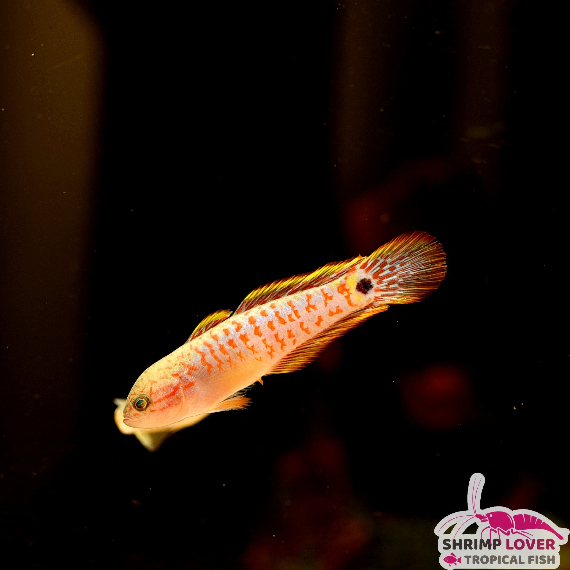peacock goby
